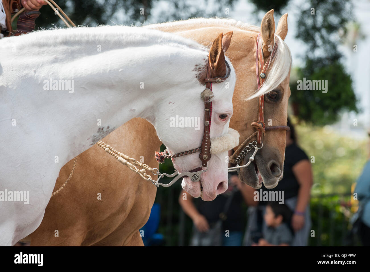 Stallion parade Banque de photographies et d’images à haute résolution ...