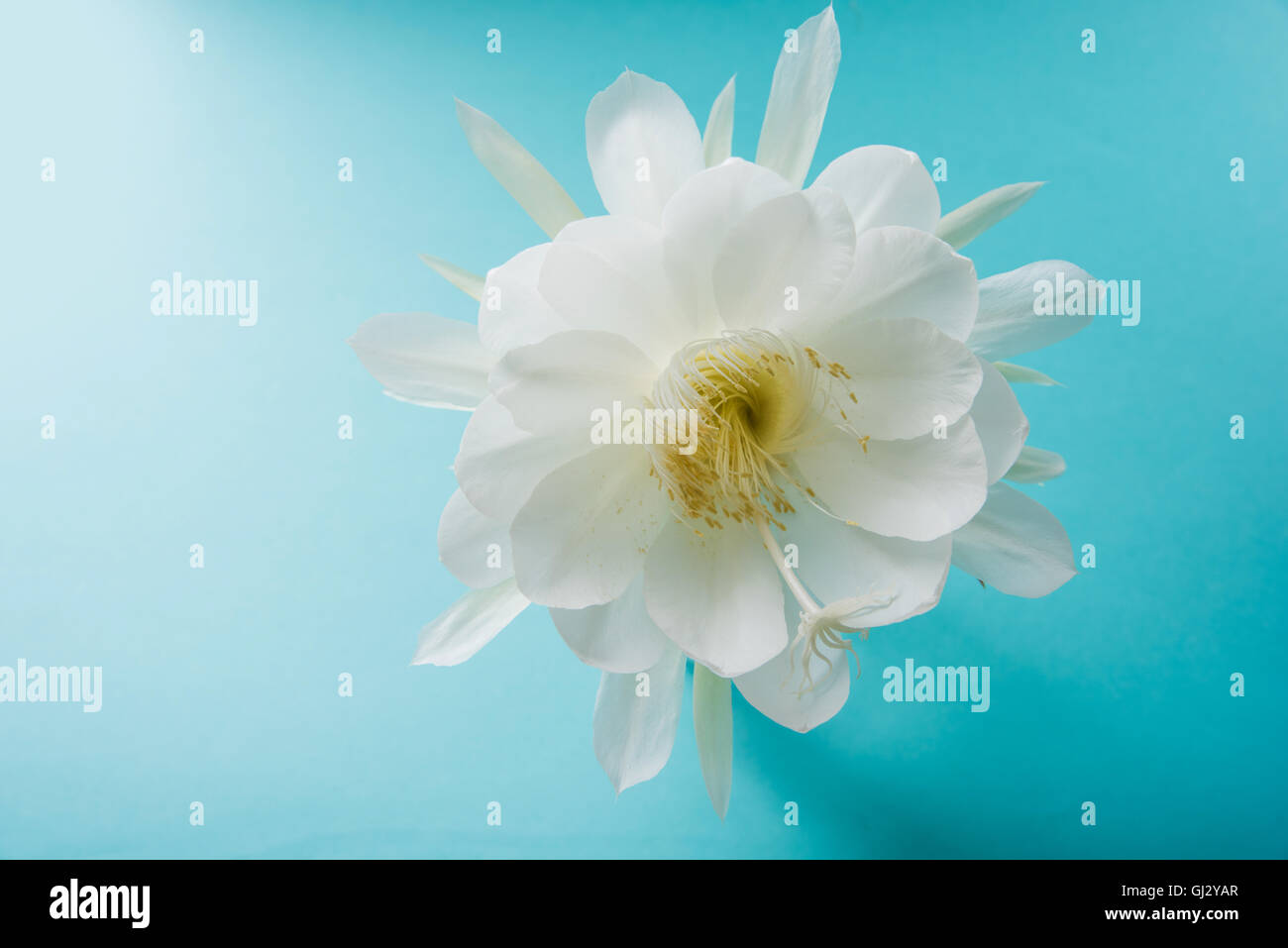 Saussurea obvallata / brahma kamal ou fleur de lotus blanc, il est ...
