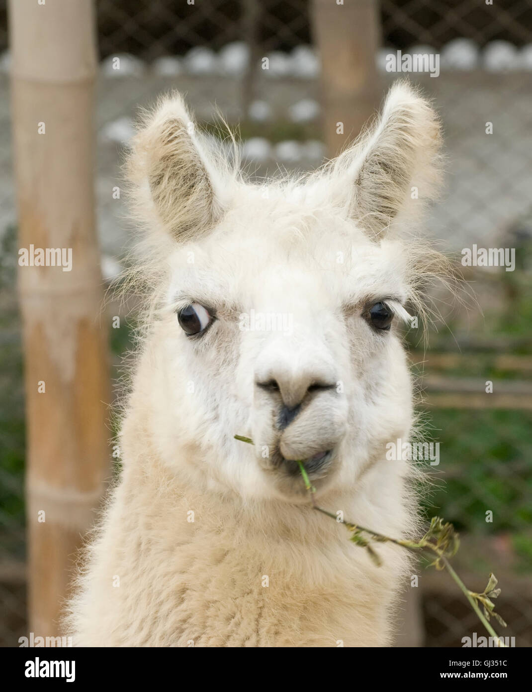 Lama drôle Banque de photographies et d’images à haute résolution - Alamy