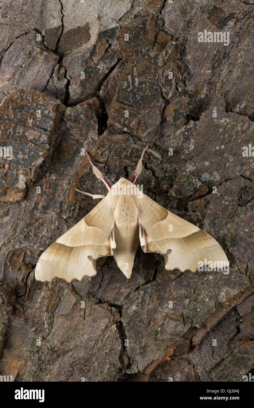 Eichenschwärmer Eichen-Schwärmer, Marumba Quercus, chêne, Hawk-moth ...