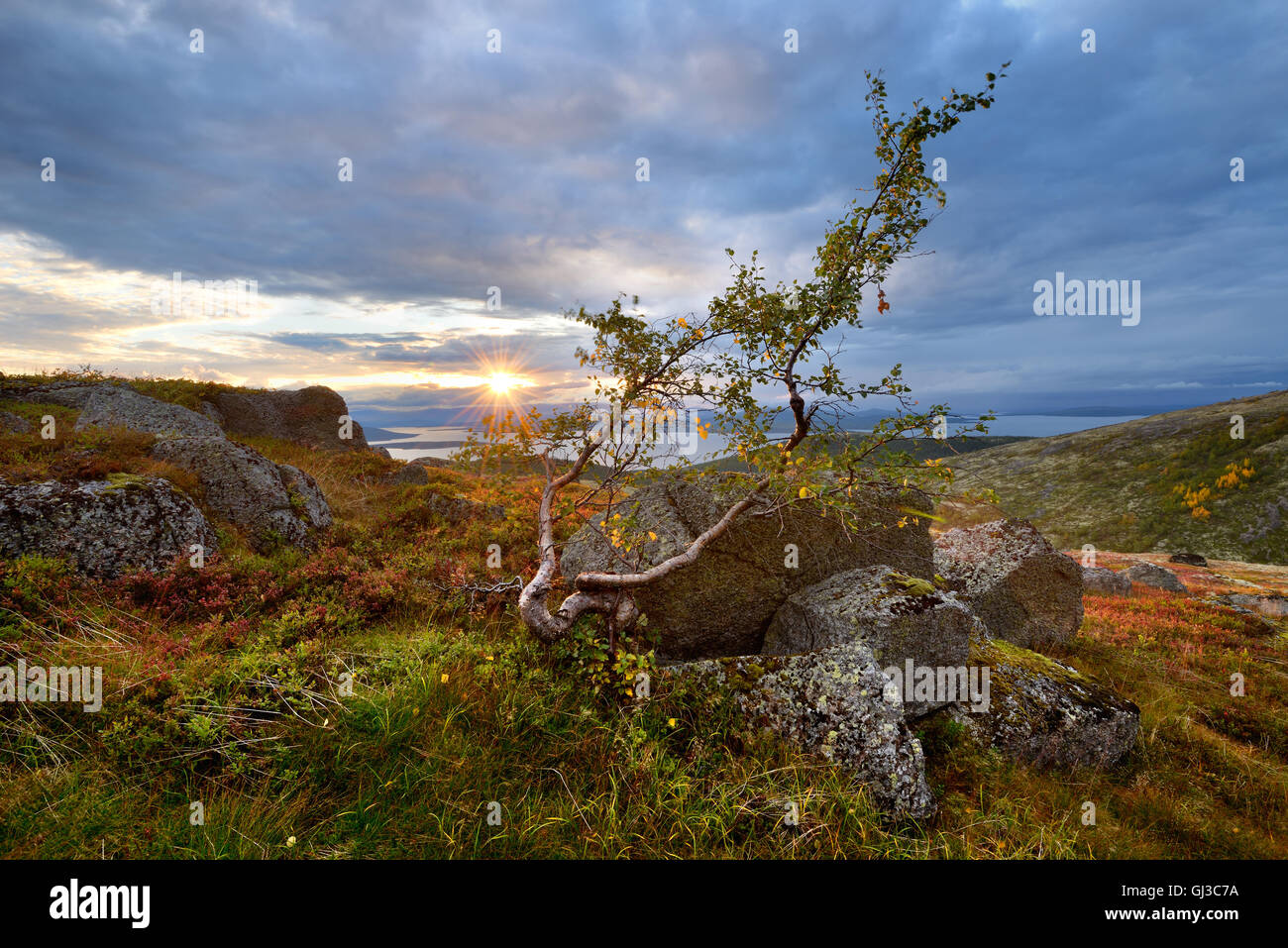 Arbre tortueux Banque de photographies et d’images à haute résolution ...