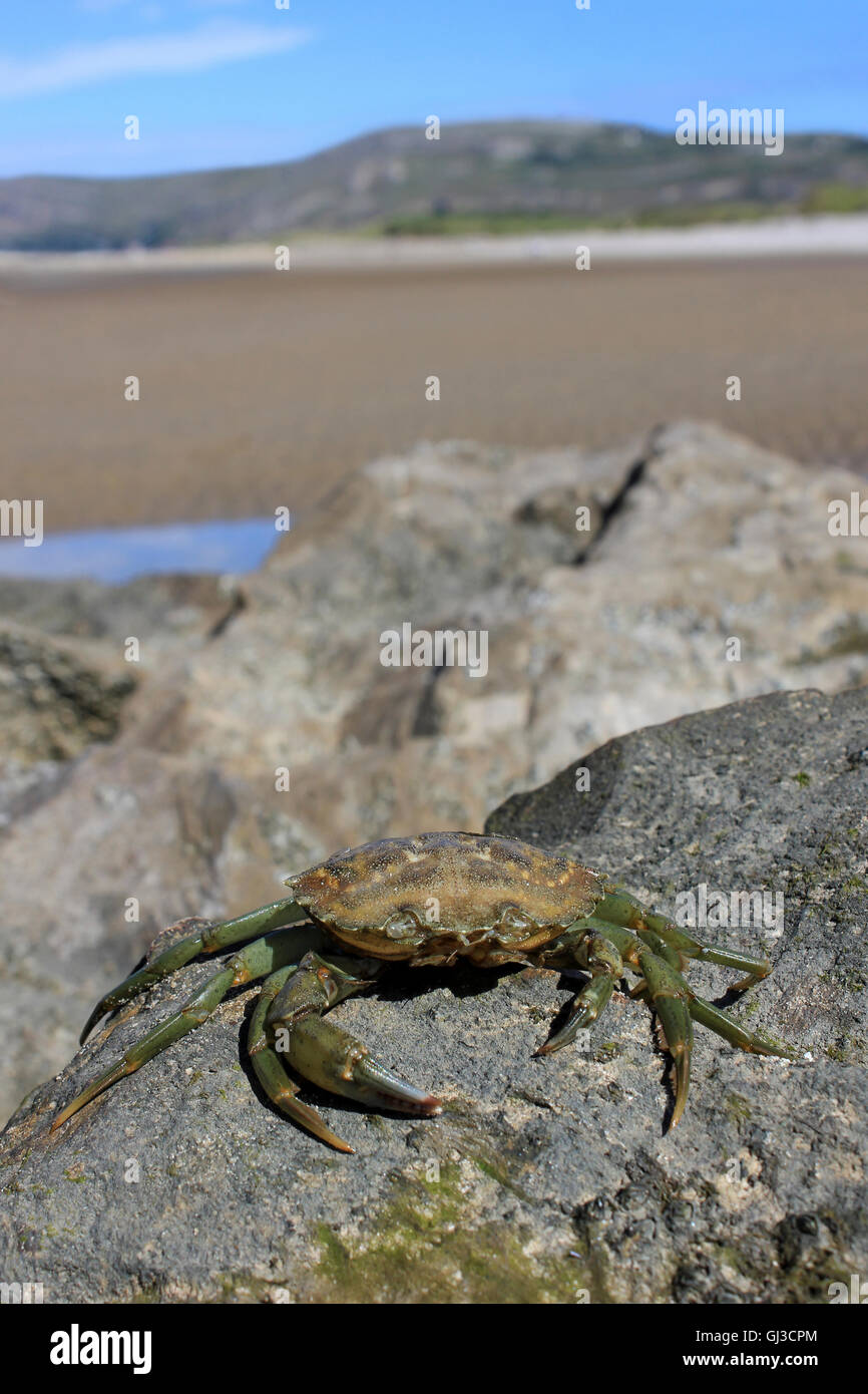 Crabes verts Banque de photographies et d’images à haute résolution - Alamy