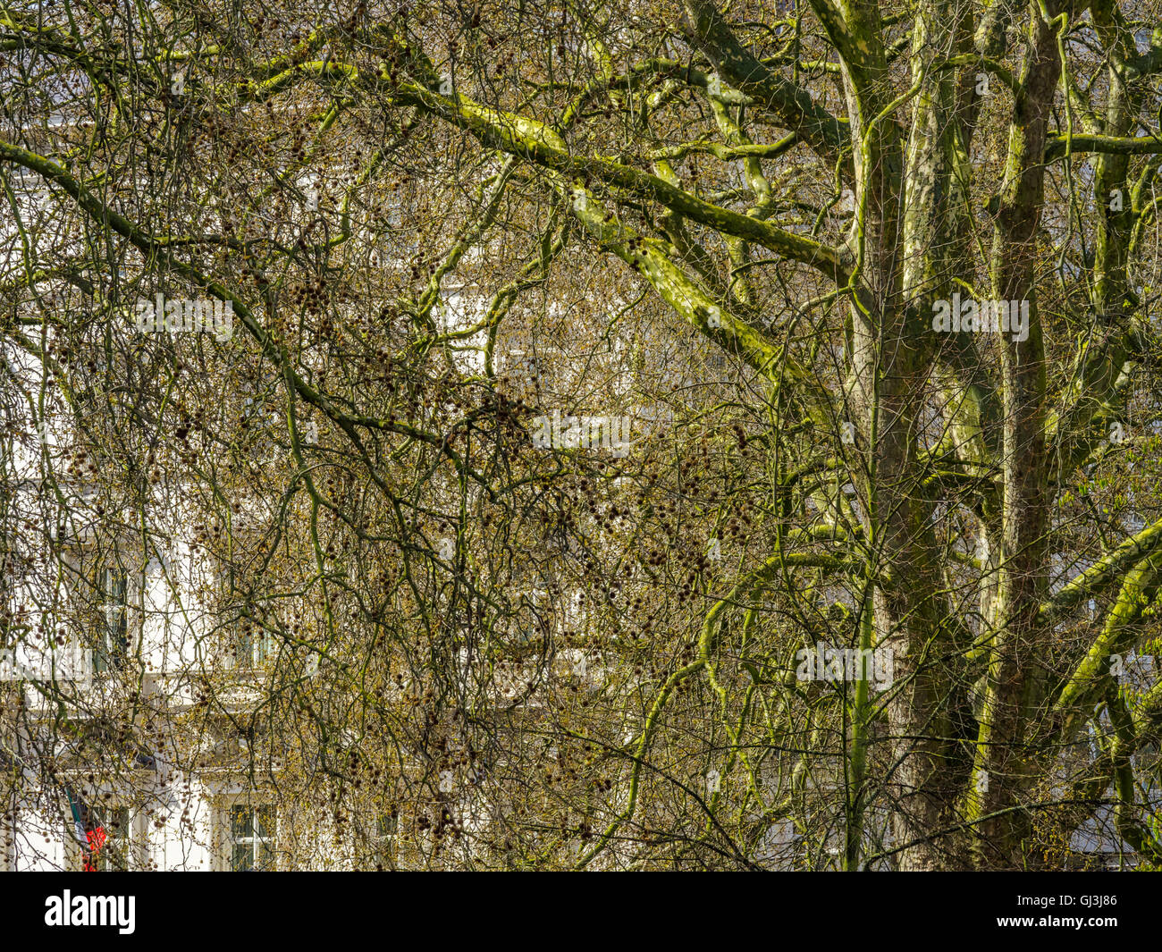 Arbre généalogique et Boulevard Apartments, London England Photo Stock ... Arbre généalogique et Boulevard Apartments, London England Photo Stock ...