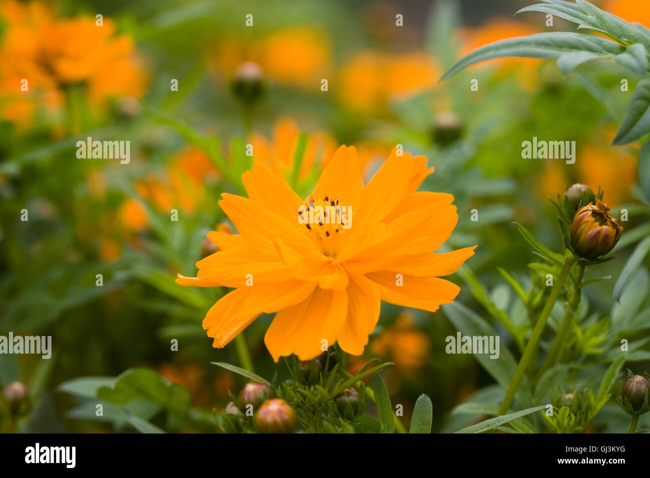 Cosmos sulphureus cosmic orange Banque de photographies et d’images à ...