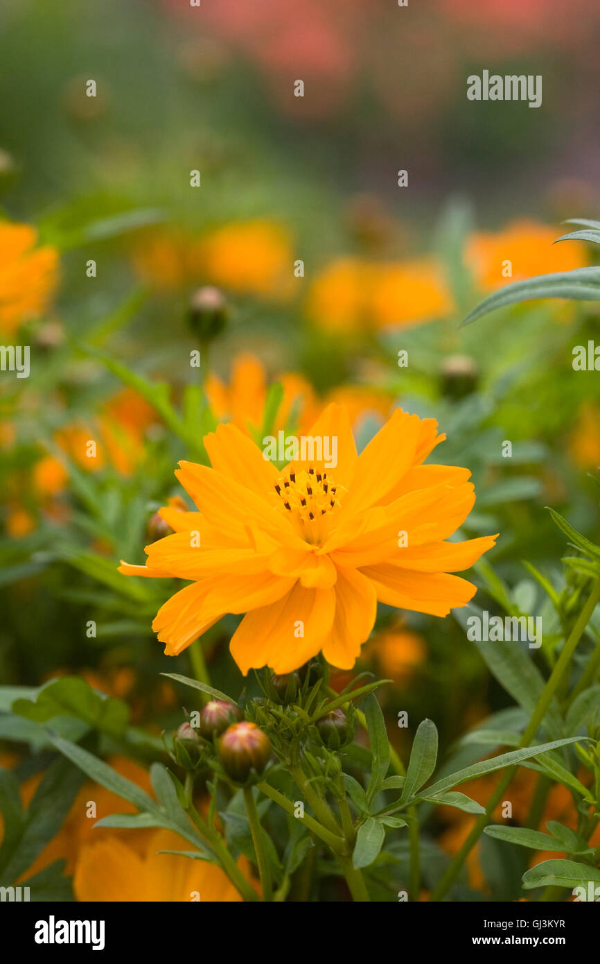 Cosmos sulphureus cosmic orange Banque de photographies et d’images à ...