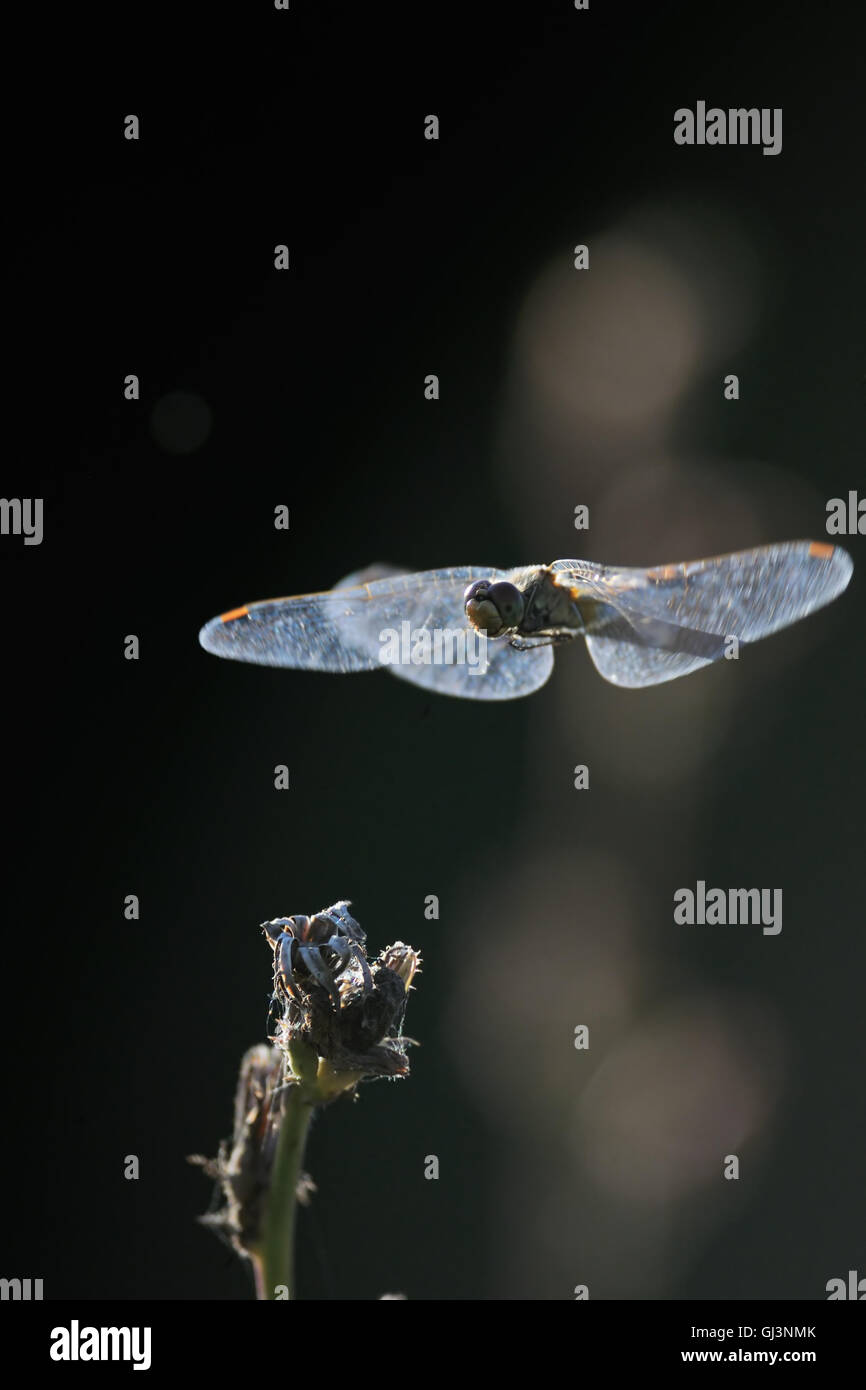 Libellule volante Banque de photographies et d’images à haute ...