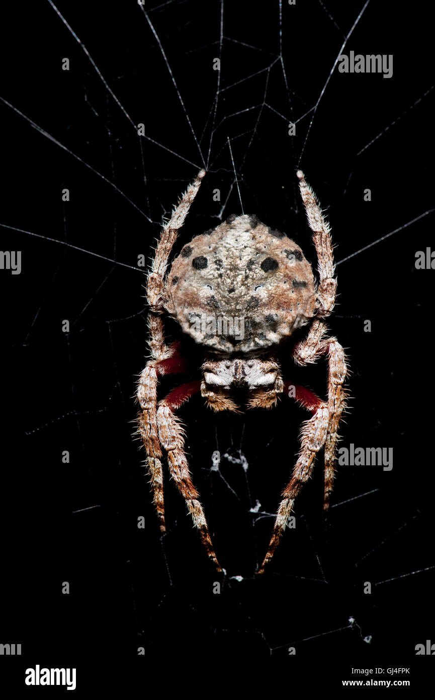Bark spider Banque de photographies et d’images à haute résolution - Alamy