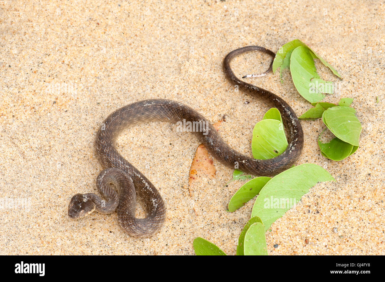 Malgache plage Banque de photographies et d’images à haute résolution ...