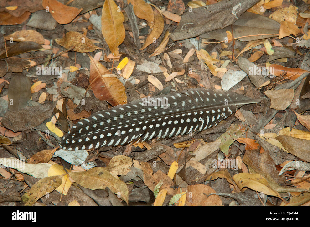 Margaroperdix madagarensis Banque de photographies et d’images à haute ...