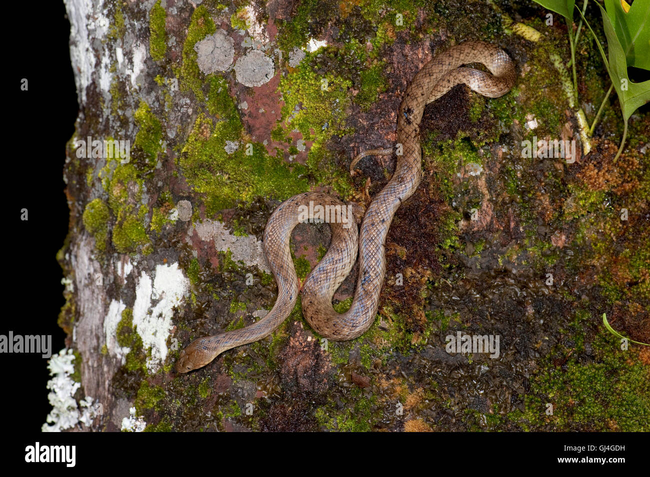 Chat malgache aux yeux de serpents Banque de photographies et d’images ...