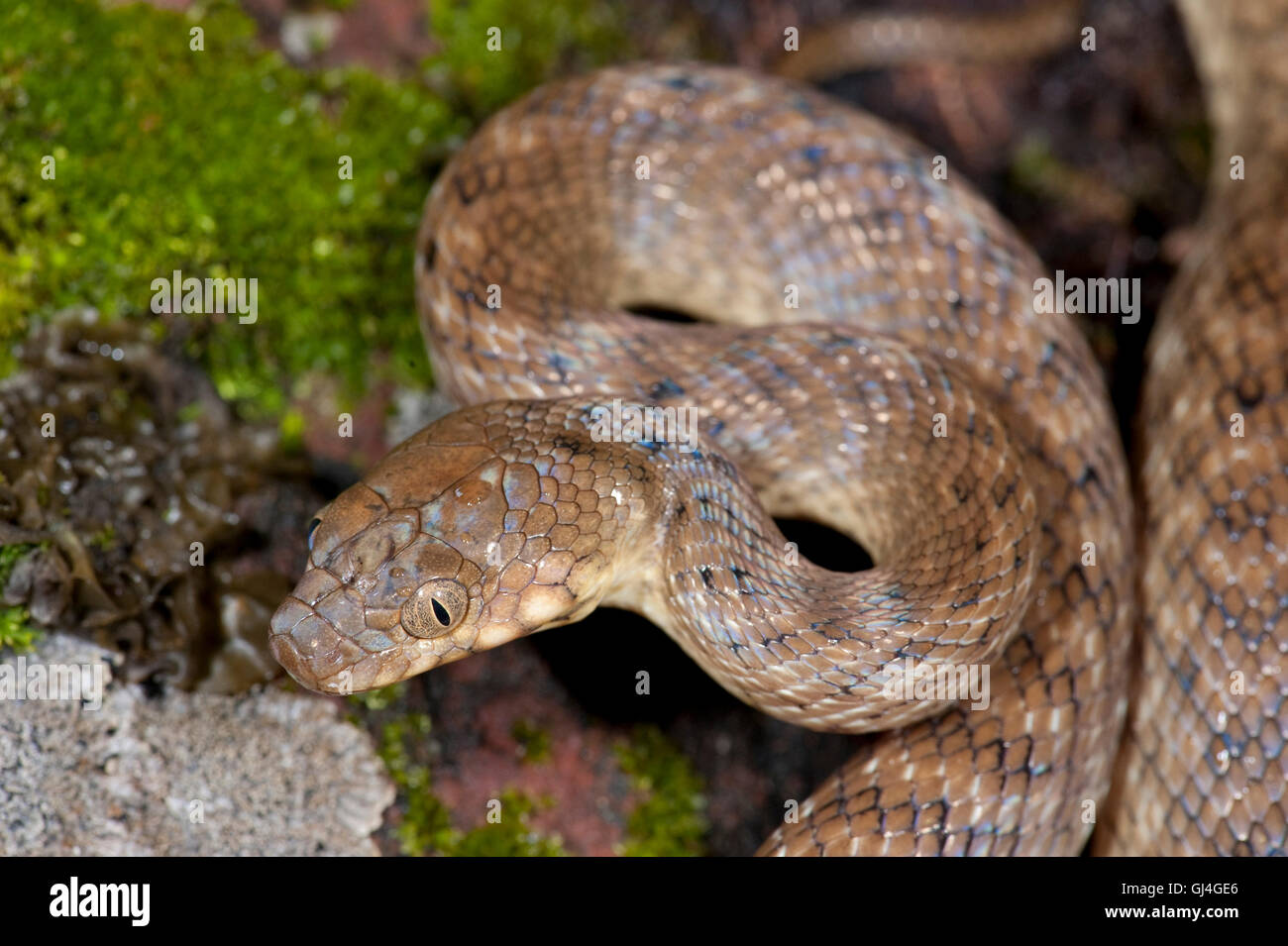 Chat malgache aux yeux de serpents Banque de photographies et d’images ...