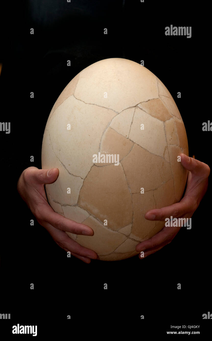 Elephant bird madagascar Banque de photographies et d’images à haute ...