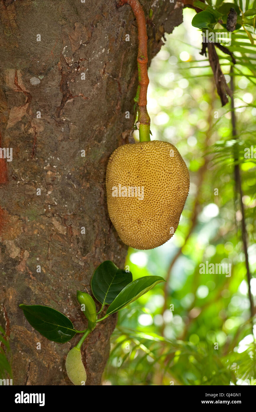 Artocarpus fruit du jacquier Banque de photographies et d’images à ...