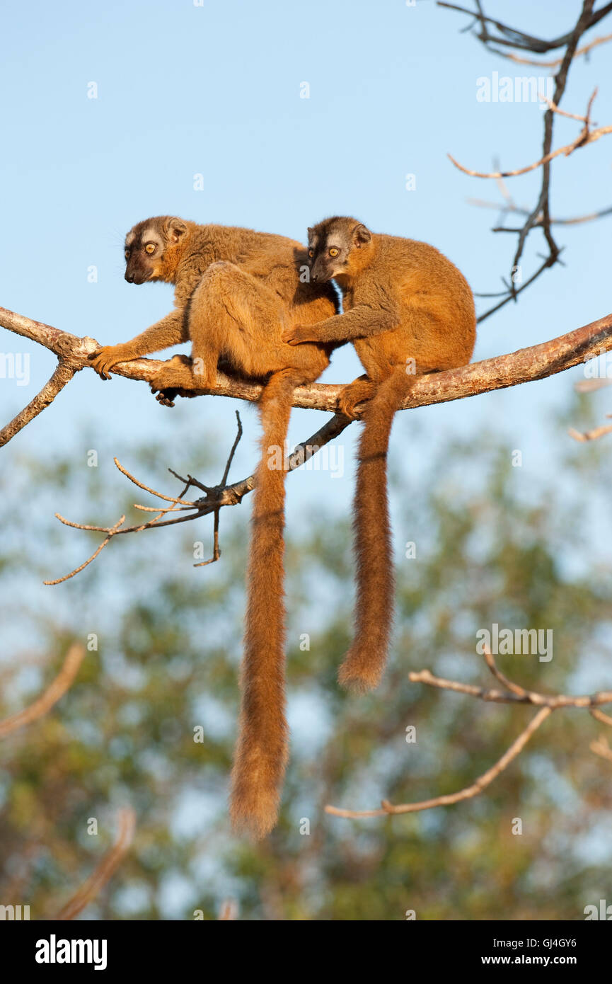 Lémur brun à front rouge Banque de photographies et d’images à haute ...