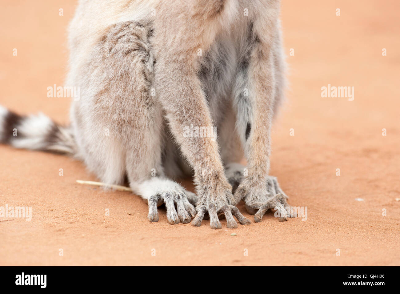Lemur feet Banque de photographies et d’images à haute résolution - Alamy