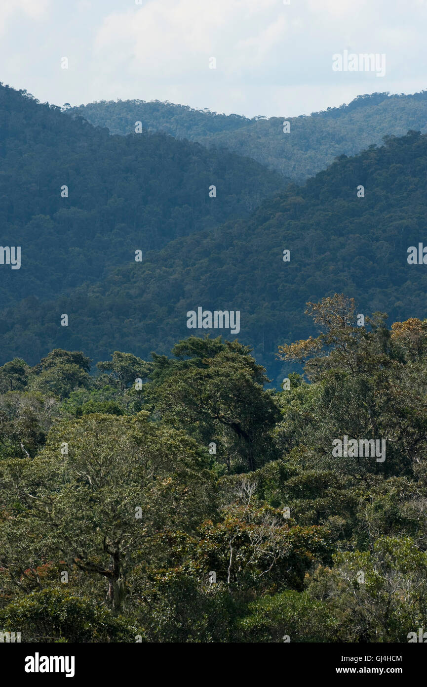 Parc national de ranomafana Banque de photographies et d’images à haute ...