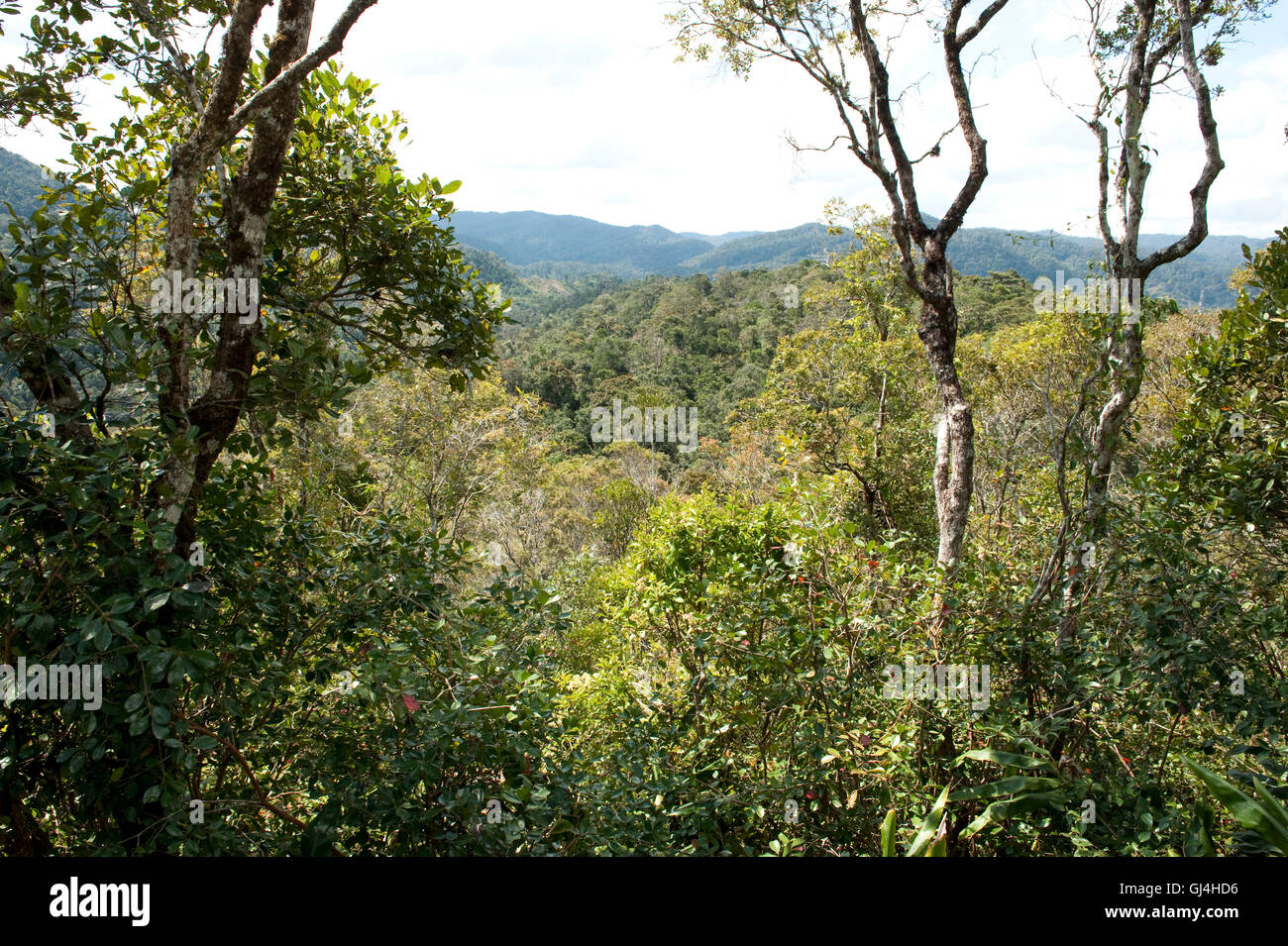 Parc national de ranomafana Banque de photographies et d’images à haute ...