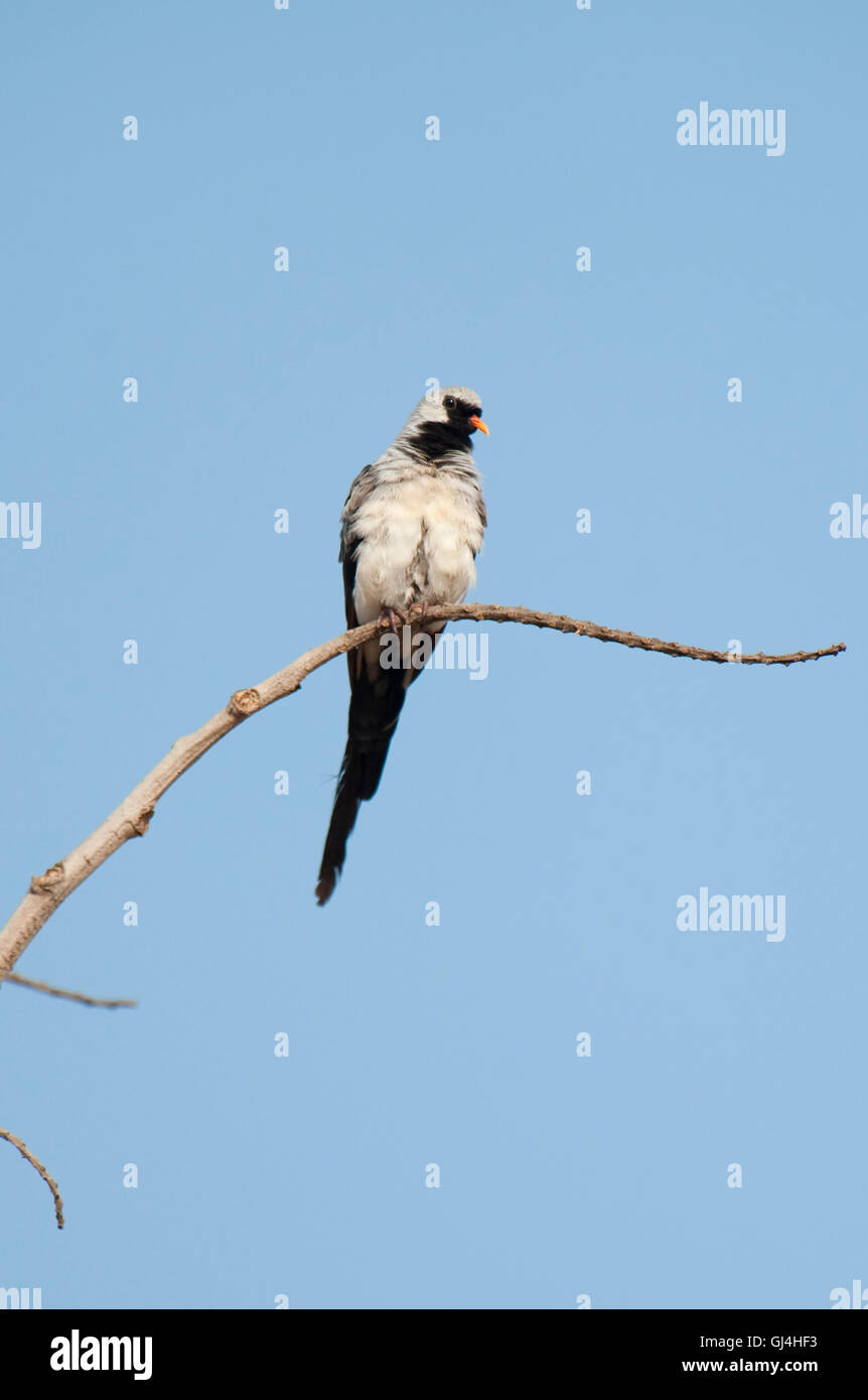 Oena capensis Banque de photographies et d’images à haute résolution ...