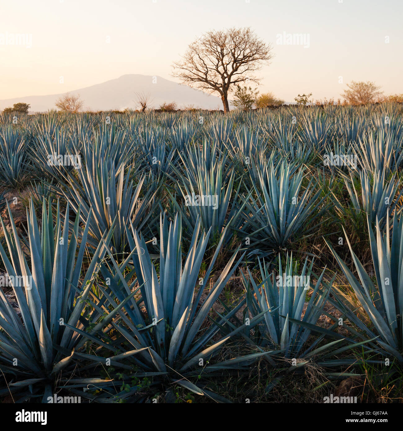 Agave De Tequila Banque d'image et photos - Page 2 - Alamy