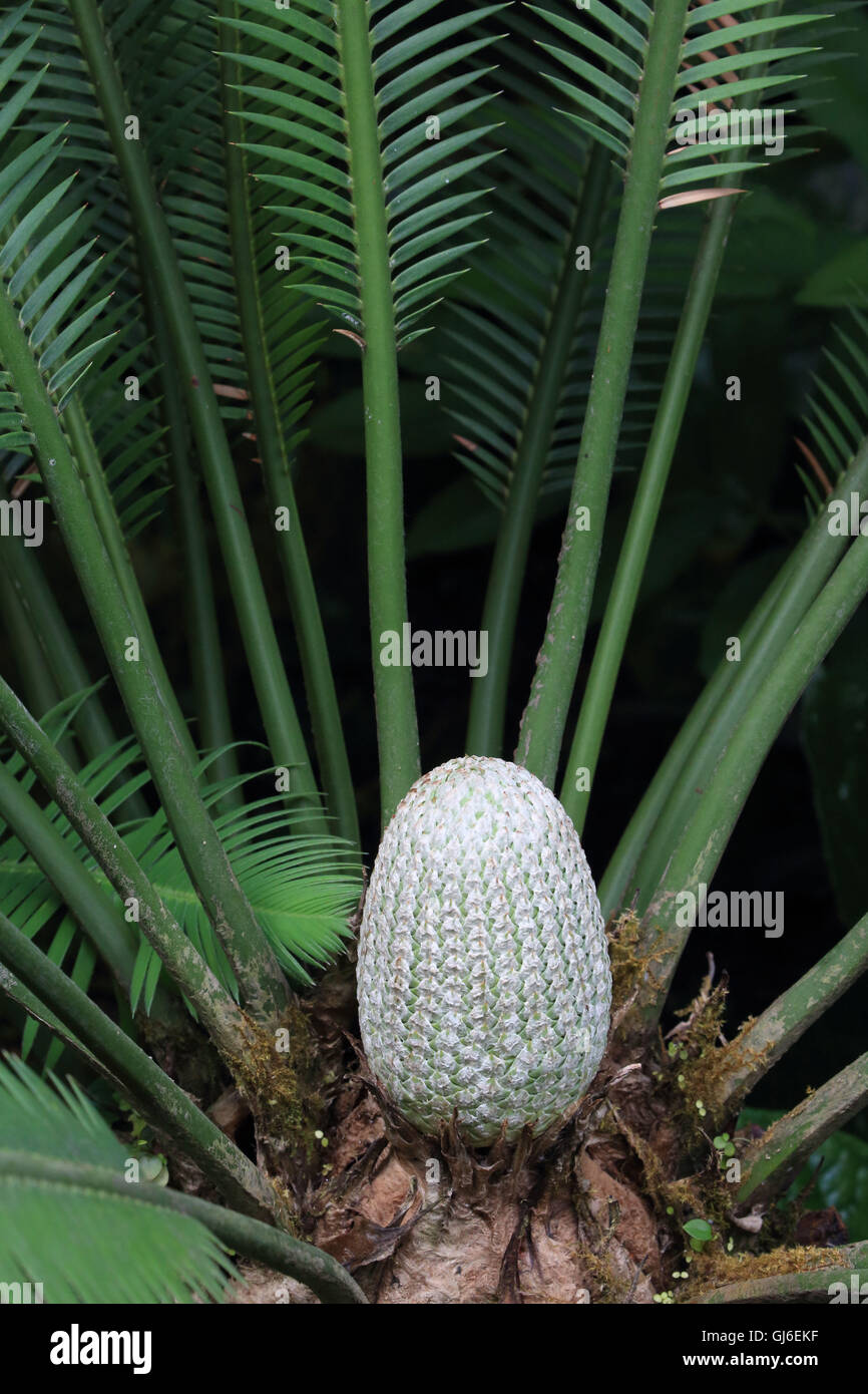 Dioon Banque de photographies et d’images à haute résolution - Alamy