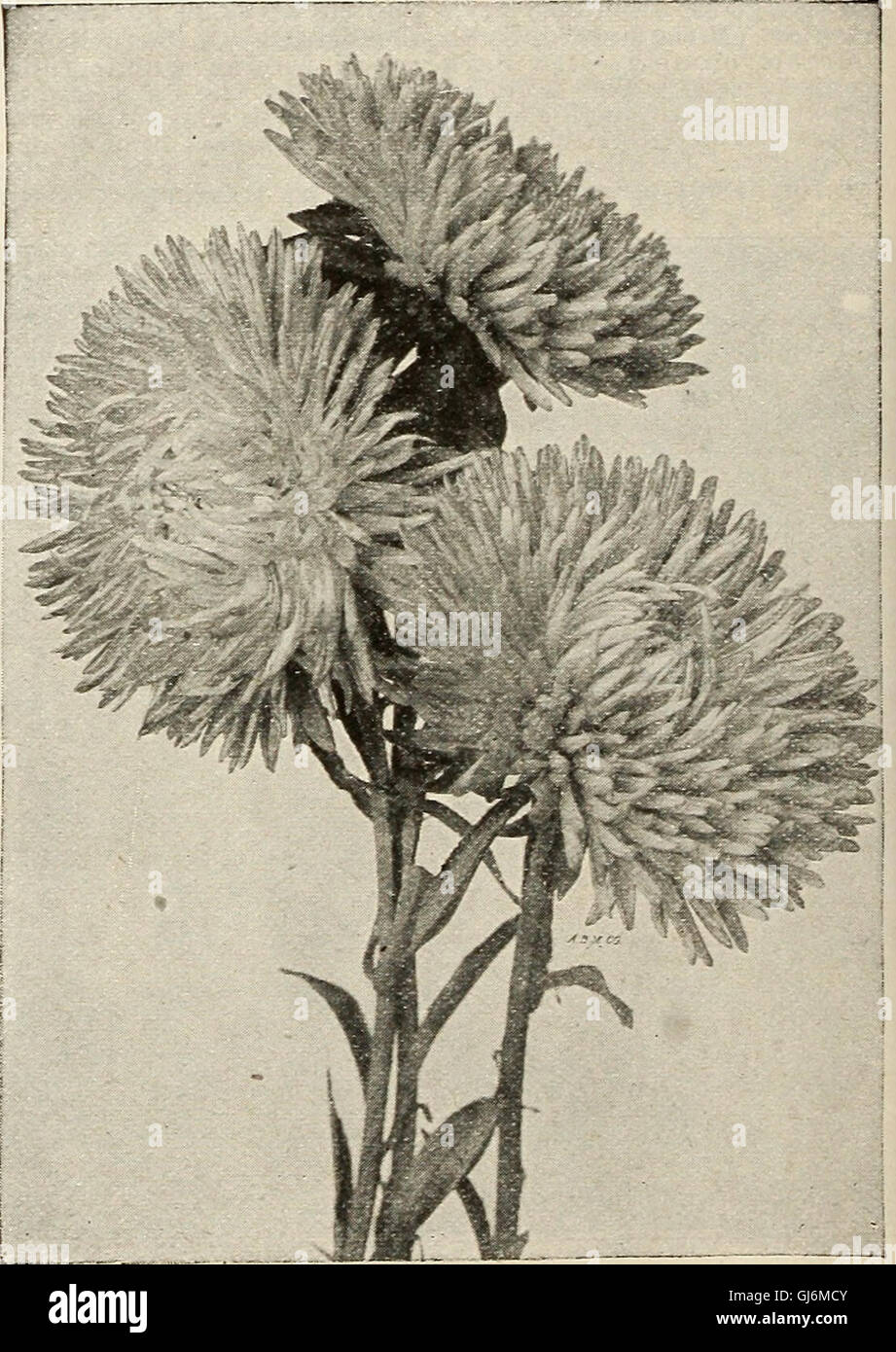 Dingee guide de culture rose - pour plus de 60 ans d'une autorité 1918 ...