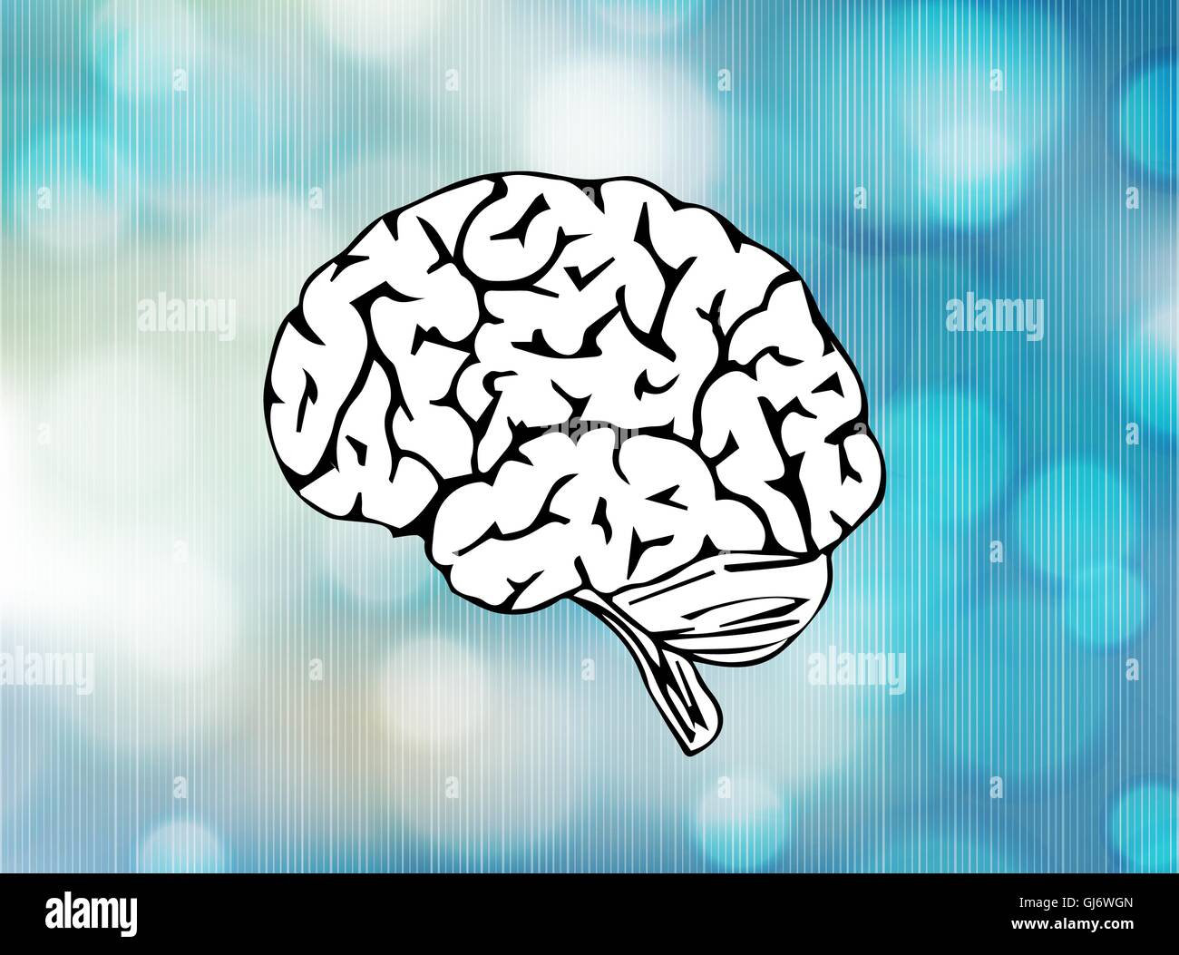 Anatomie cerveau humain Banque d'images vectorielles - Alamy