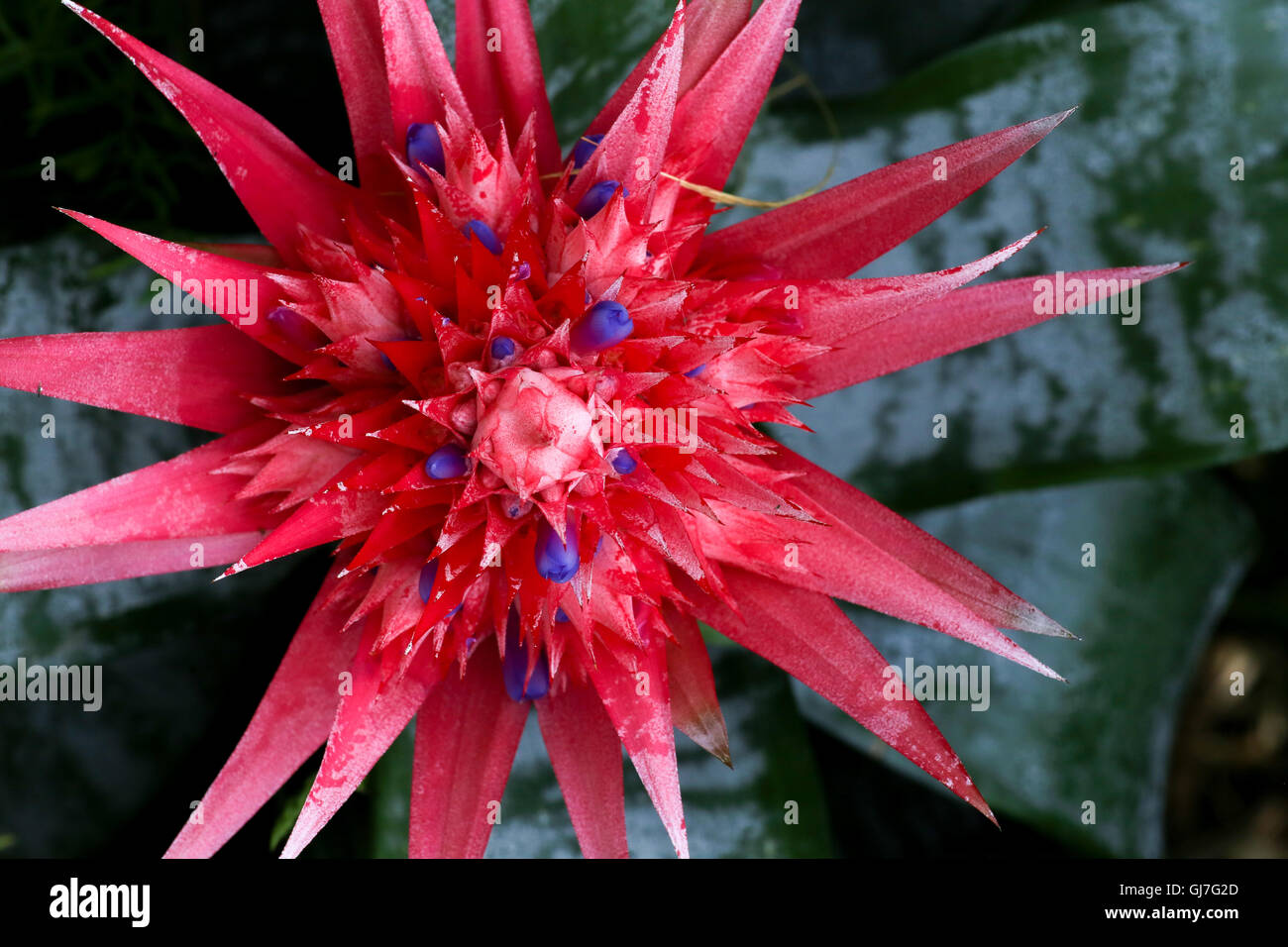 Aechmea bromelia Banque de photographies et d’images à haute résolution ...