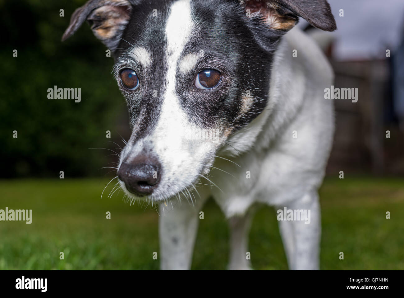 Jack russell animal noir et blanc Banque de photographies et d’images à ...