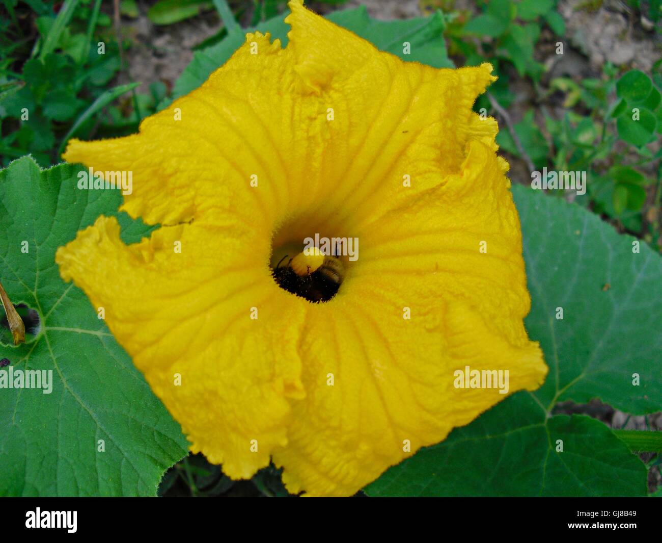 Fleur De Citrouille Banque d'image et photos - Alamy