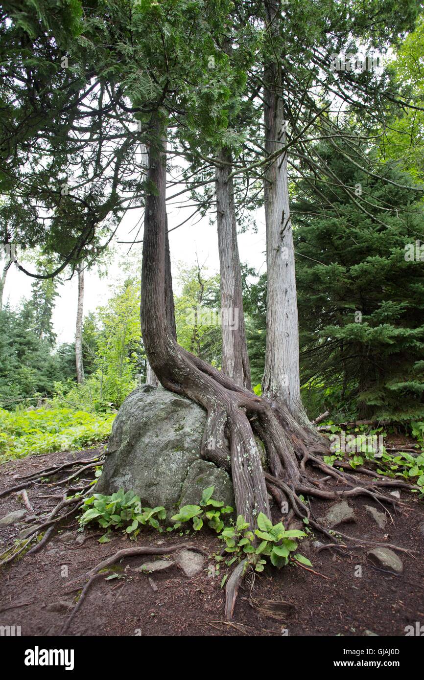 Un arbre qui pousse sur un grand rocher à Tettegouche State Park dans ...