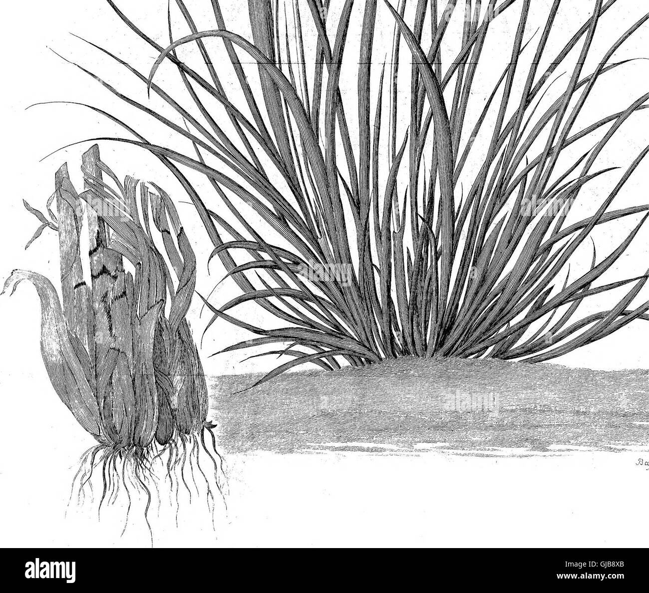 Nardus indica Banque de photographies et d’images à haute résolution ...