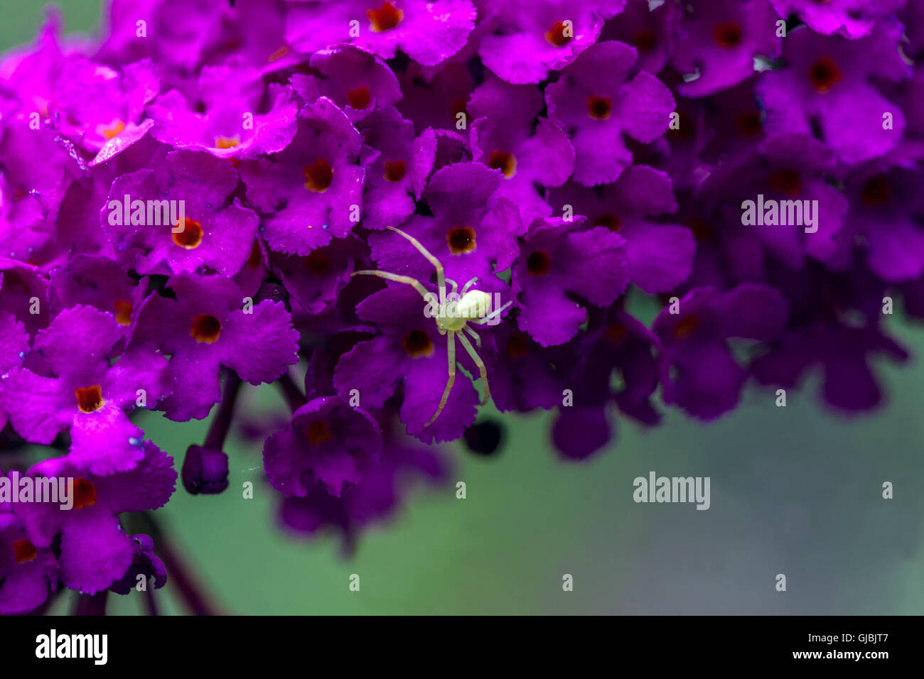 Araignée rouge et bleu Banque de photographies et d’images à haute ...