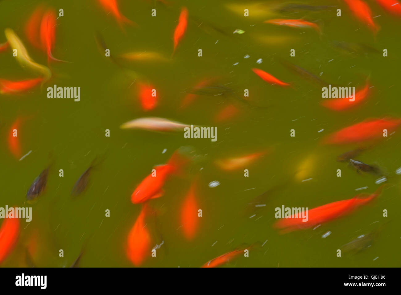 Goldfish pond Banque de photographies et d’images à haute résolution ...