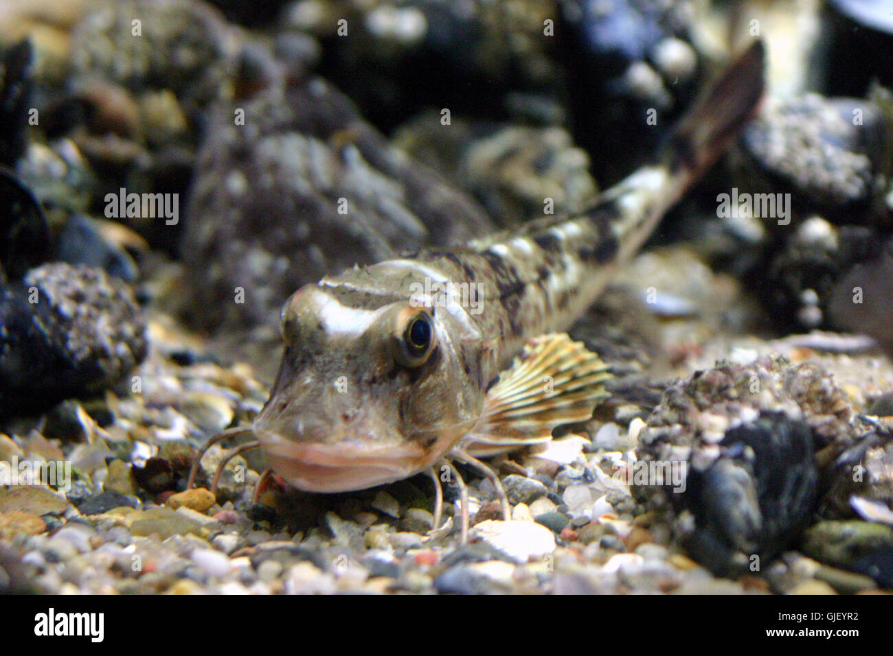 Grondin gris Banque de photographies et d’images à haute résolution - Alamy
