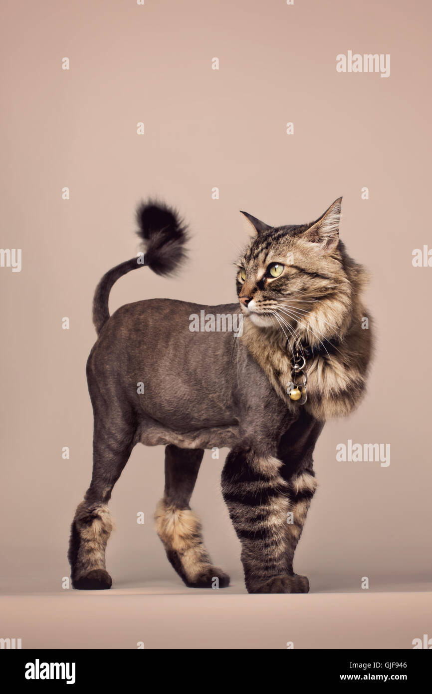 Chat tigré avec dingo queue de lion sautant hors de l'image sur un fond ...