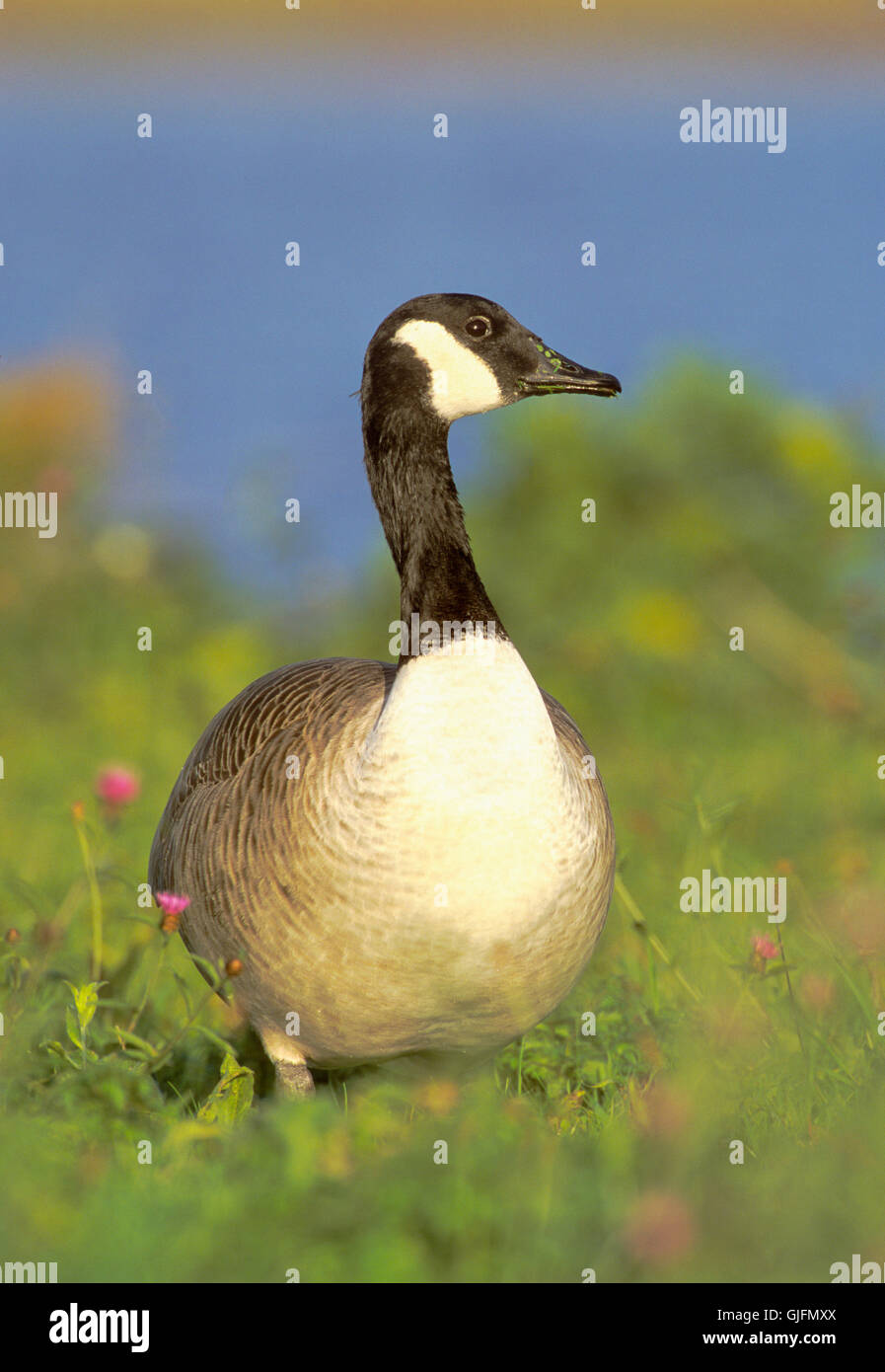 Bernache du canada portrait de branta canadensis Banque de ...