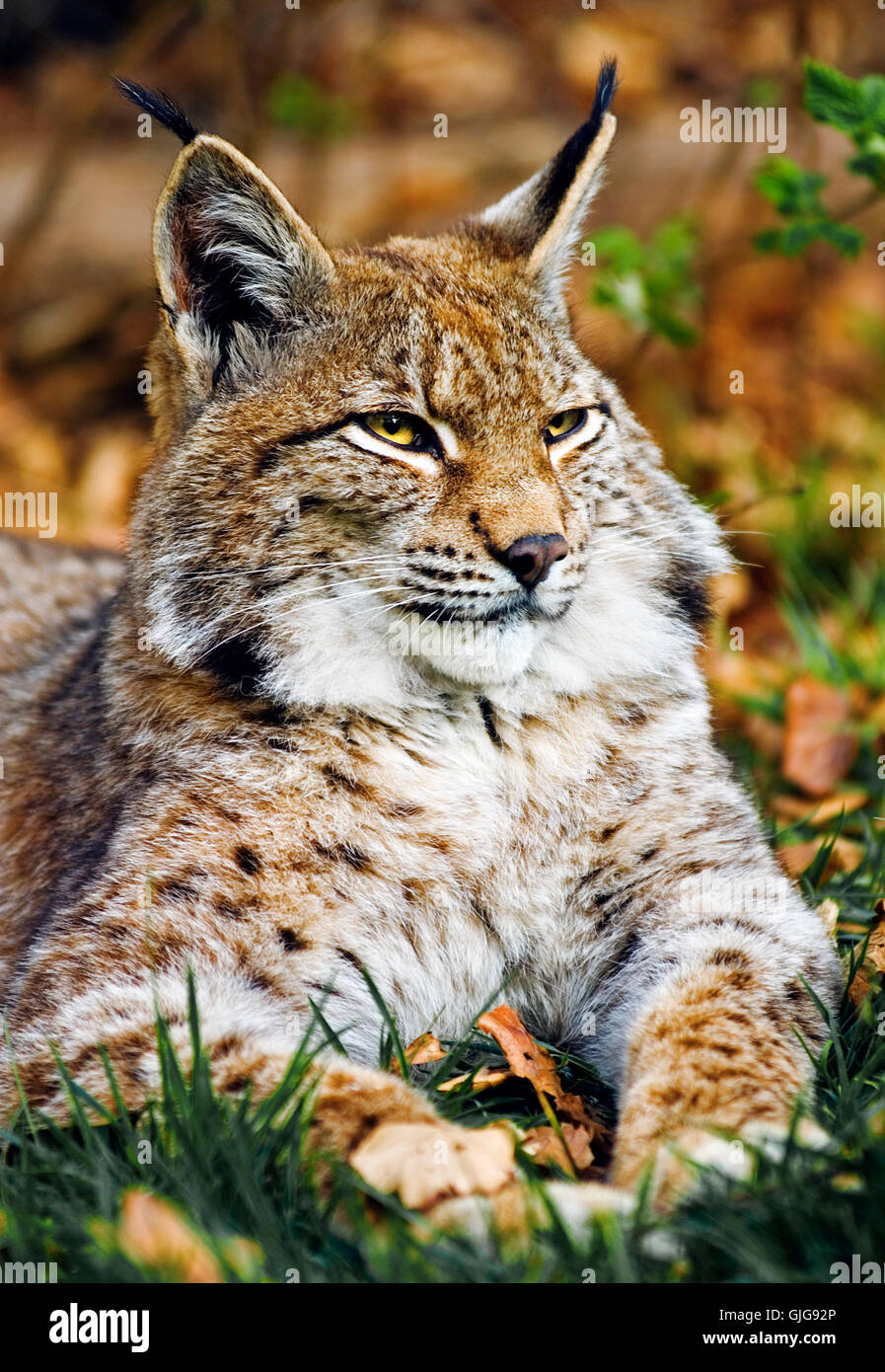 Grand chat sauvage Banque de photographies et d’images à haute ...