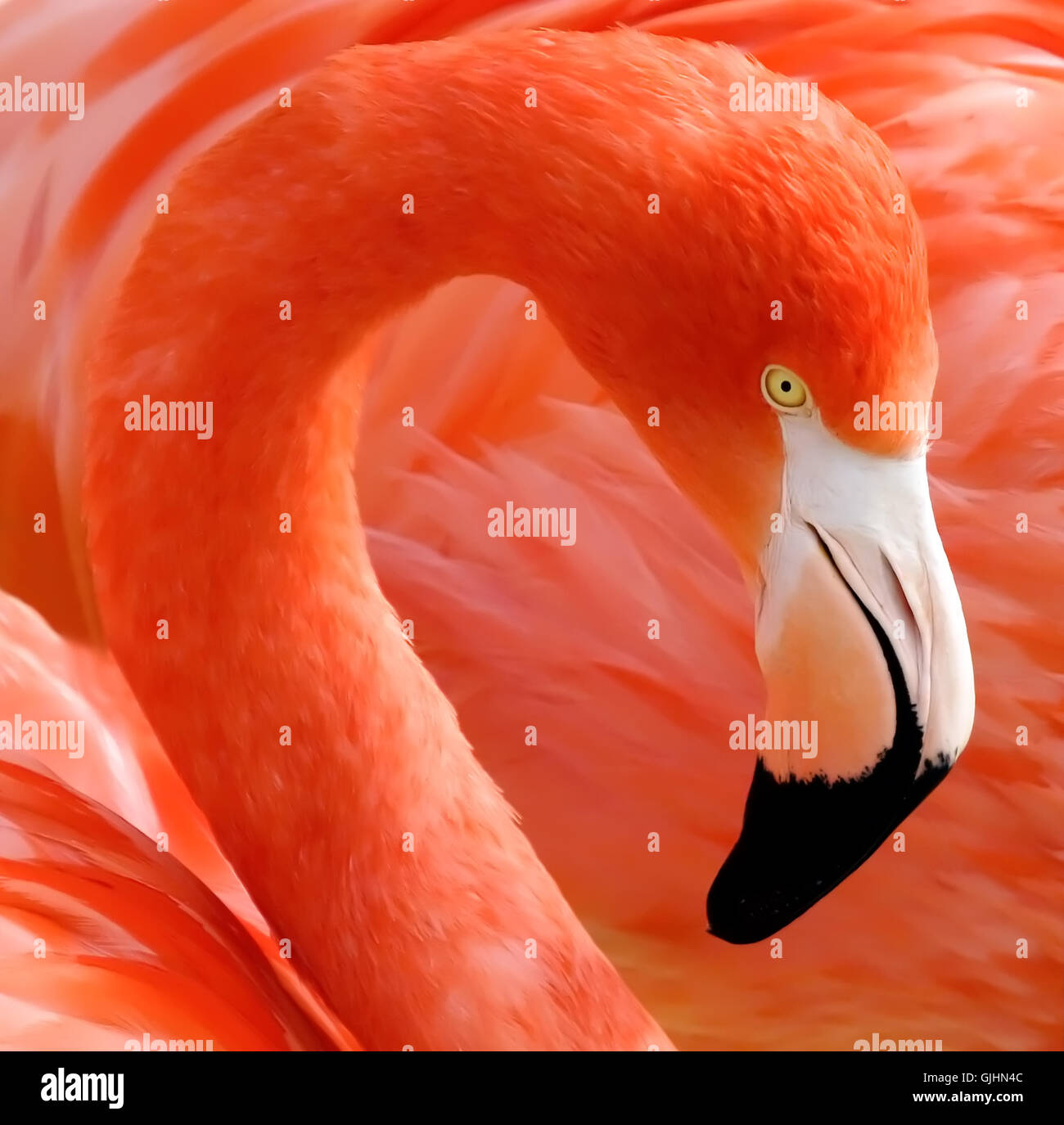 Point Noir Banque d'image et photos - Alamy