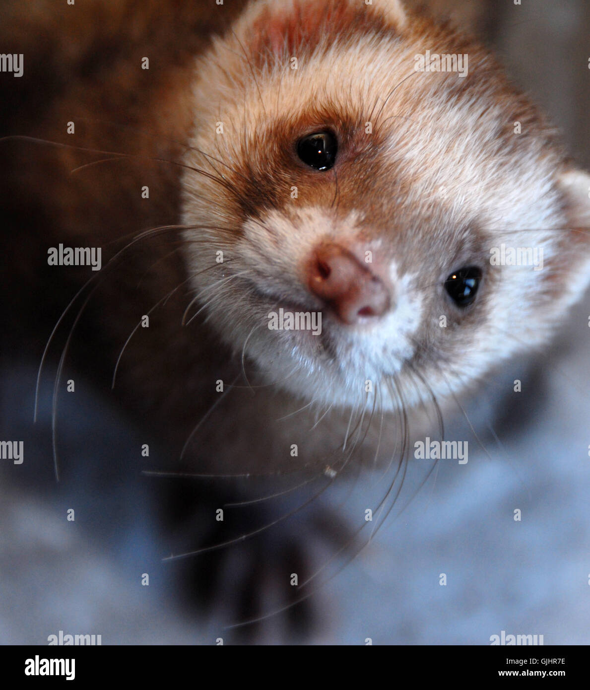 Furet de chasse Banque de photographies et d’images à haute résolution ...