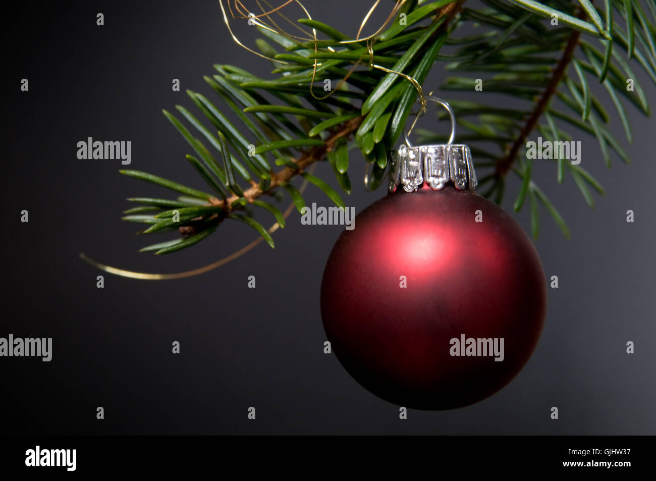 Tannenzweig black Banque de photographies et d’images à haute ...