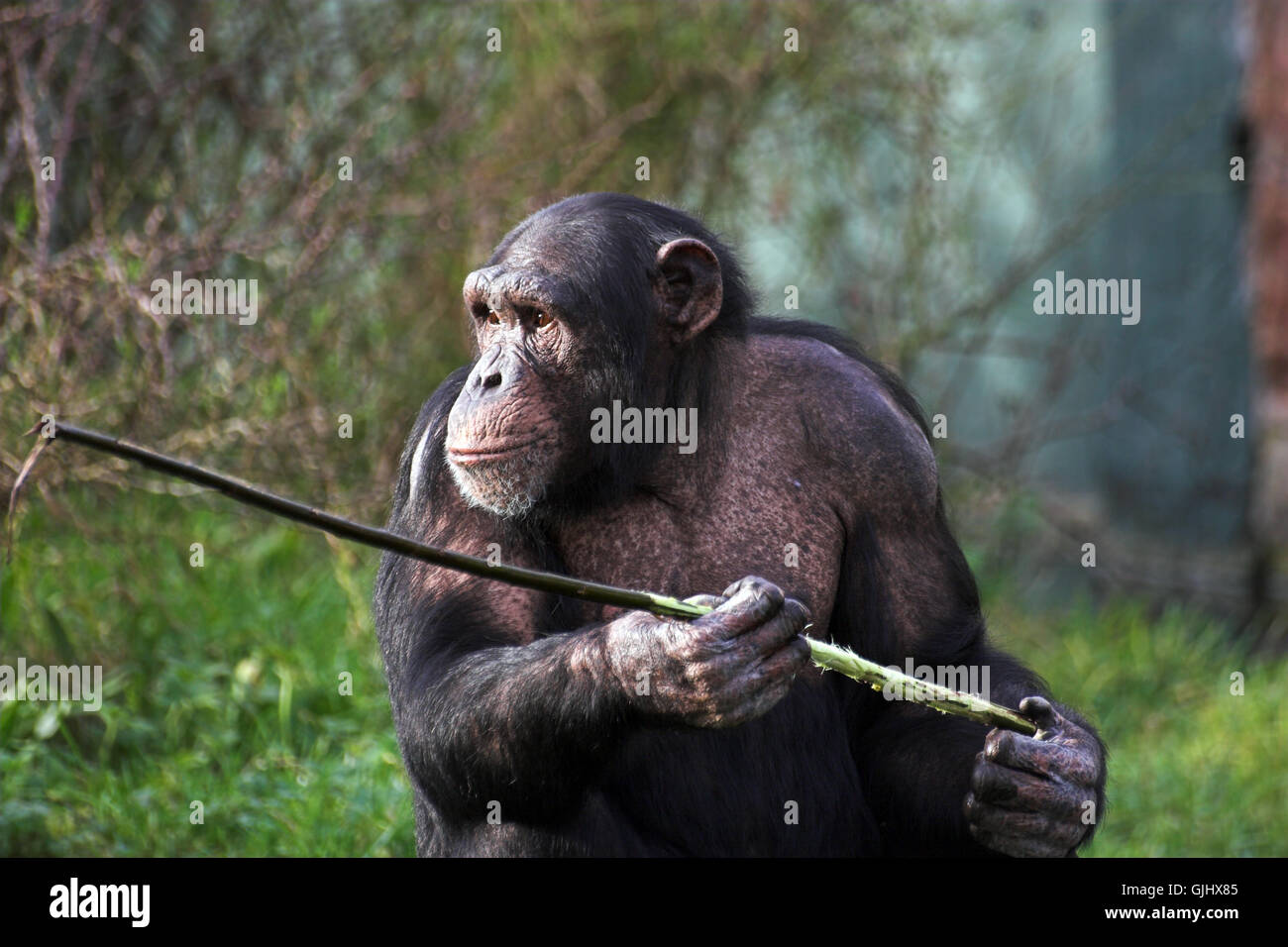 Chimpanzee eat Banque de photographies et d’images à haute résolution ...