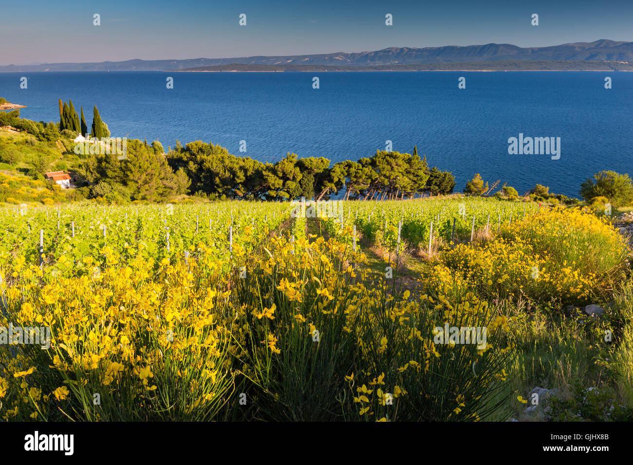 Murvica bol Banque de photographies et d’images à haute résolution - Alamy