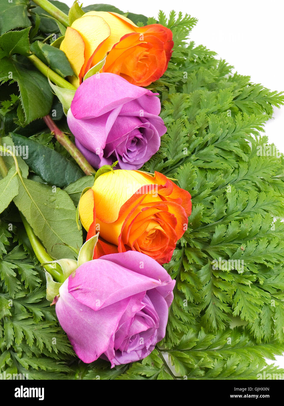 Planter rosiers Banque de photographies et d’images à haute résolution ...