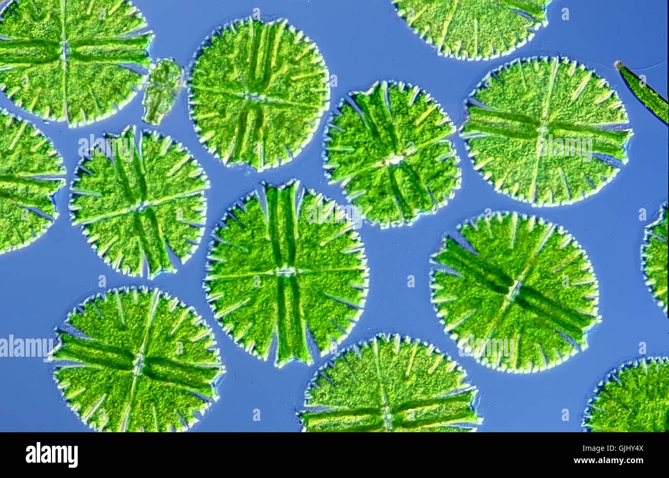 Algae microscope Banque de photographies et d’images à haute résolution ...