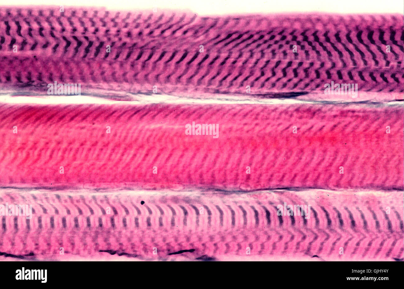 Muscle cells Banque de photographies et d’images à haute résolution - Alamy