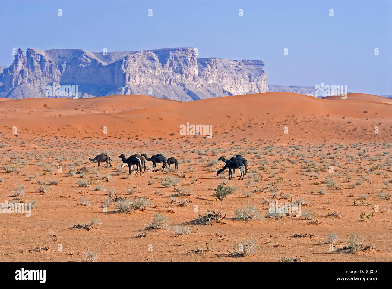 Arabie saoudite Banque de photographies et d’images à haute résolution ...