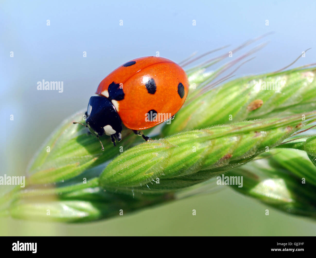 Red insect Banque de photographies et d’images à haute résolution - Alamy