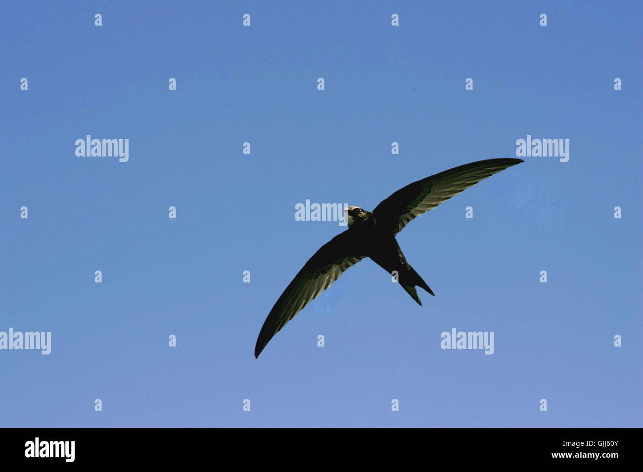 Les martinets Banque de photographies et d’images à haute résolution ...