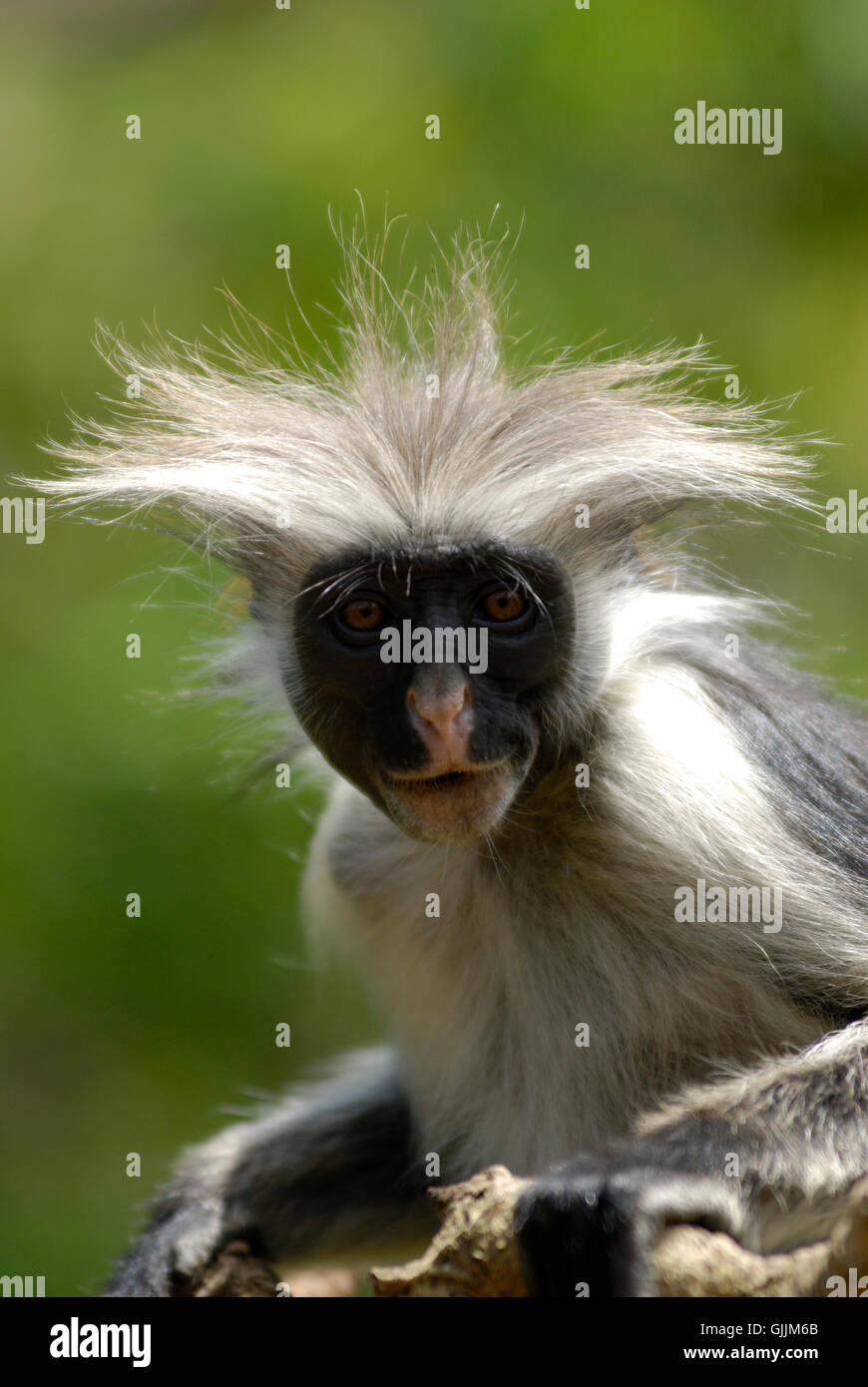 Singe fou Banque de photographies et d’images à haute résolution - Alamy