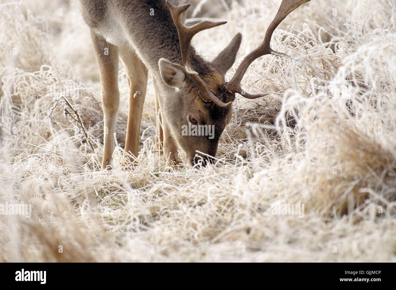 Animaux avec des cornes Banque de photographies et d’images à haute ...